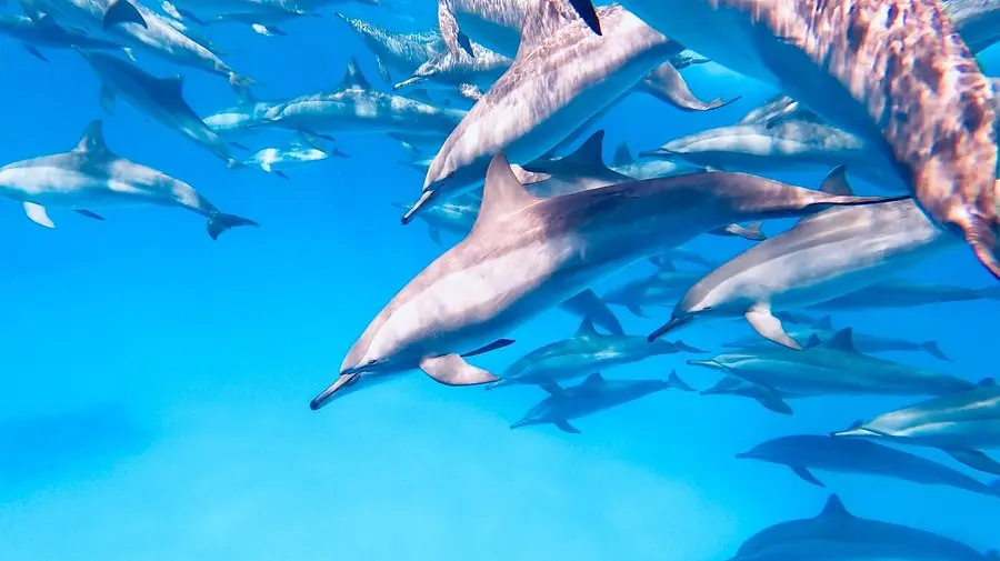 Things to Do in Makadi Bay: Full Guide to Diving, Beaches & Fun - Nawy